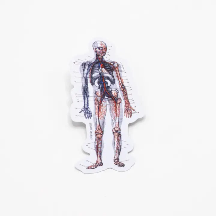 Human Anatomy Sticker – Mutter Museum Store