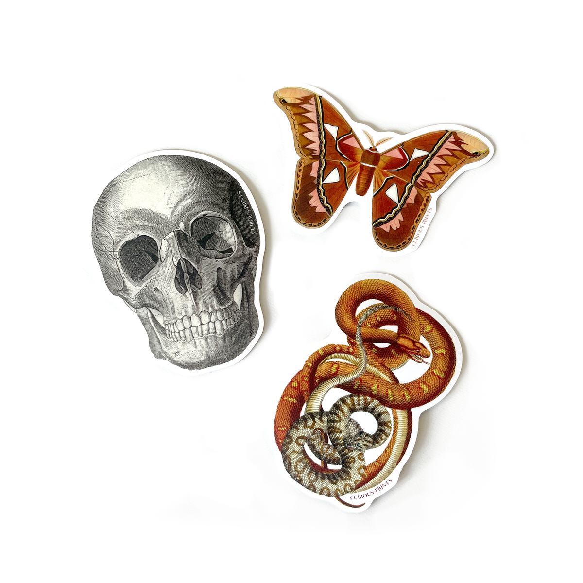 Vintage Anatomy Skull Waterproof Sticker – Mutter Museum Store