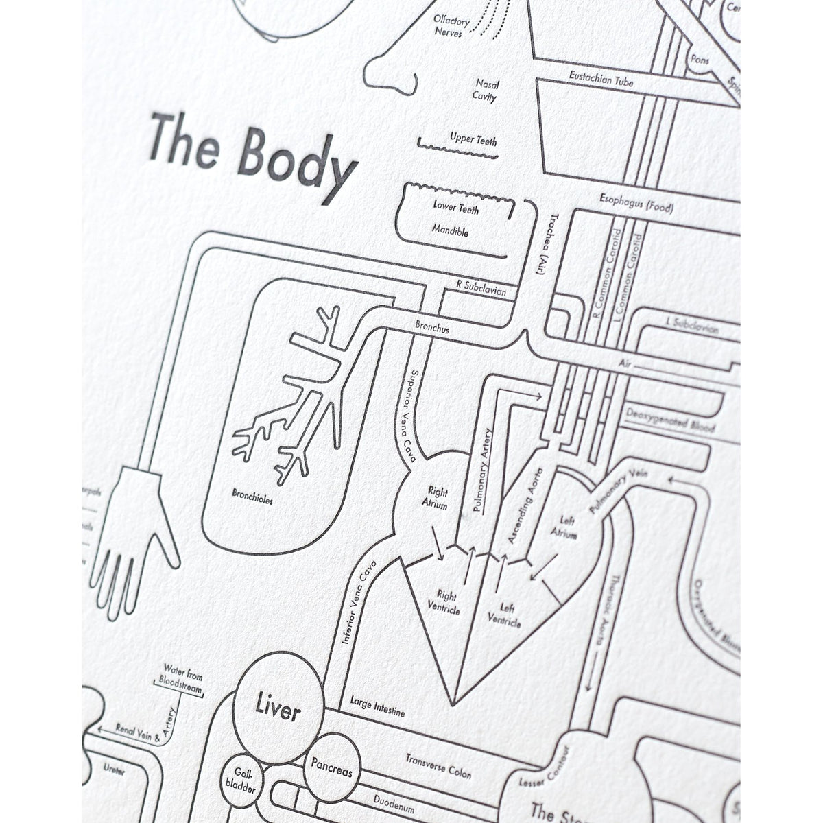 Body Map Print – Mutter Museum Store