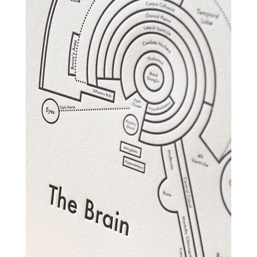 Brain Map Print – Mutter Museum Store
