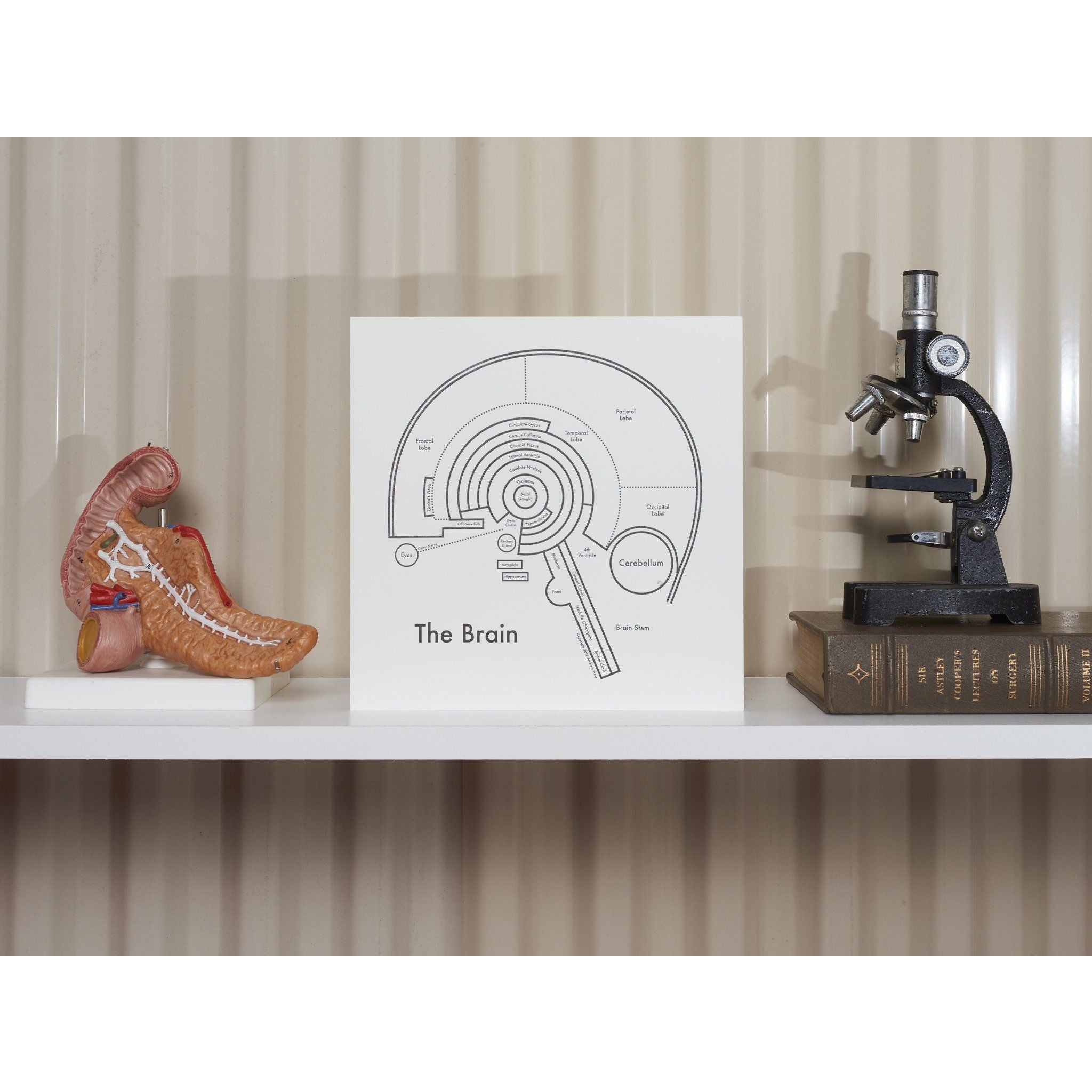 Brain Map Print – Mutter Museum Store
