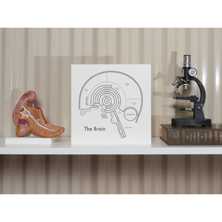 Brain Map Print – Mutter Museum Store