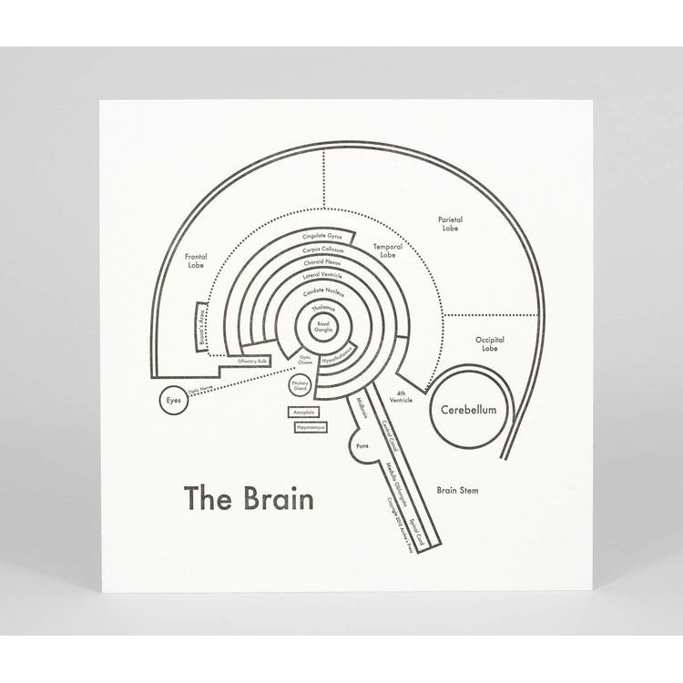 Brain Map Print – Mutter Museum Store