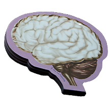 Brain Sticky Notes – Mutter Museum Store