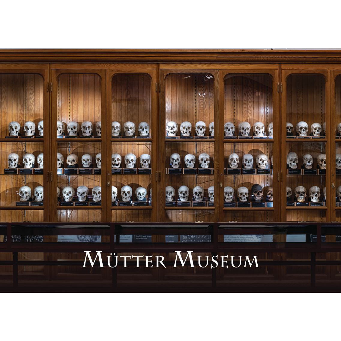 Home Decor – Mutter Museum Store